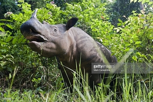 Masonry gallery for Angular