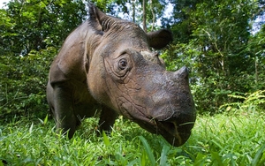 Masonry gallery for Angular